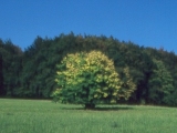 Trees Printable
